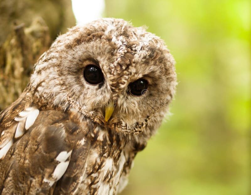 Ritratto Di Giovane Aluco Dello Strige - Allocco Fotografia Stock ...