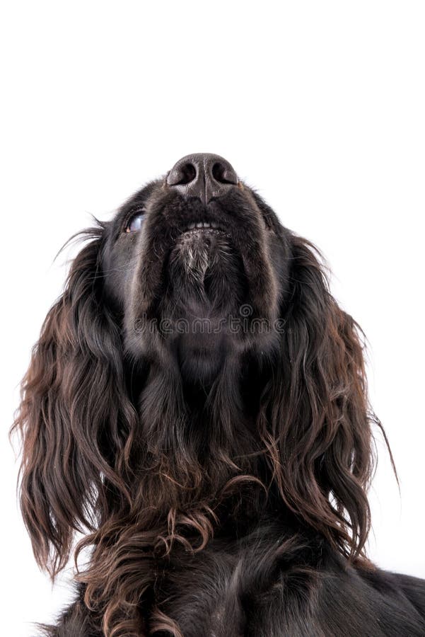 Ritratto Di Giovane Cane Nero Di Cocker Spaniel E Di Un Gatto Persiano ...