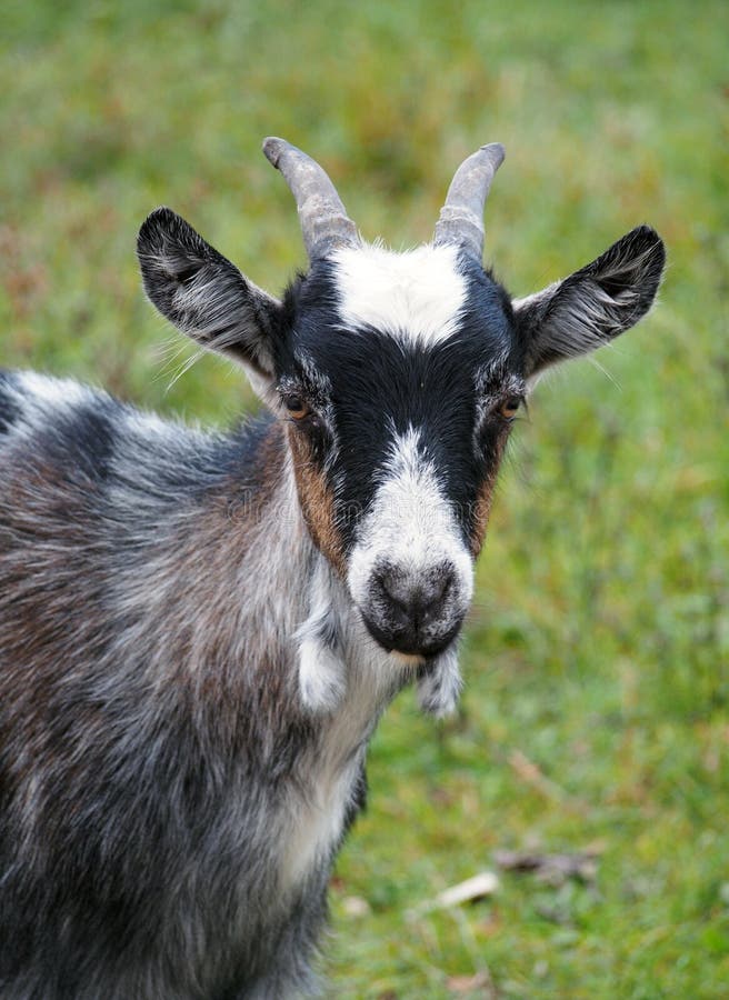 Ritratto Di Giovane Capra Domestica Immagine Stock - Immagine di mangi ...