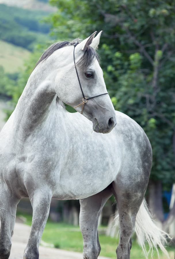 Ritratto Di Gray Che Corre Cavallo Arabo Fotografia Stock - Immagine di ...
