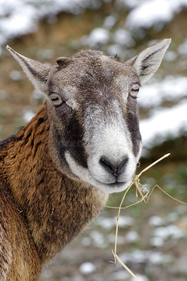 Ritratto di muflone fotografia stock. Immagine di femmina - 62730050