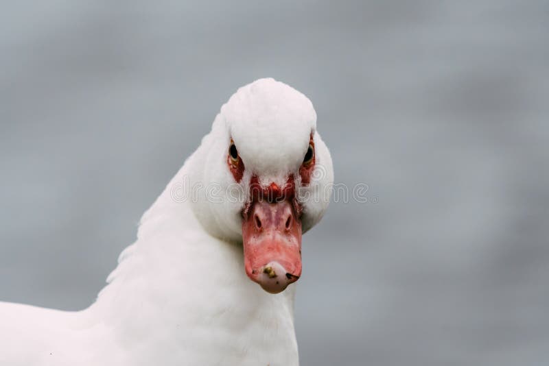 Ritratto Dell'anatra Muta Bianca Immagine Stock - Immagine di ...