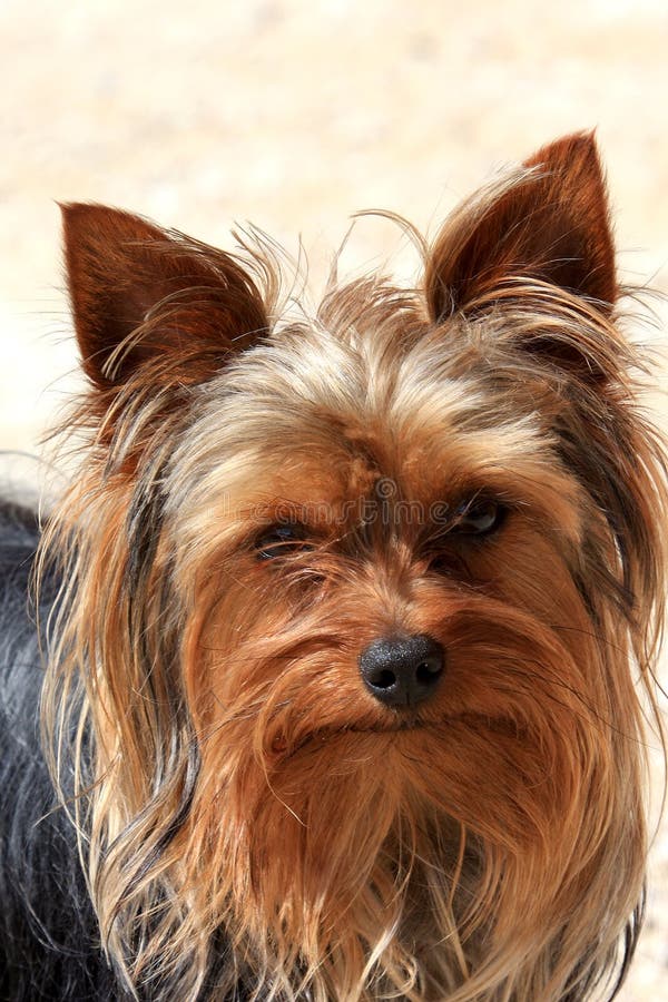 Ritratto Di Piccolo Cane Marrone Fotografia Stock - Immagine di occhi ...