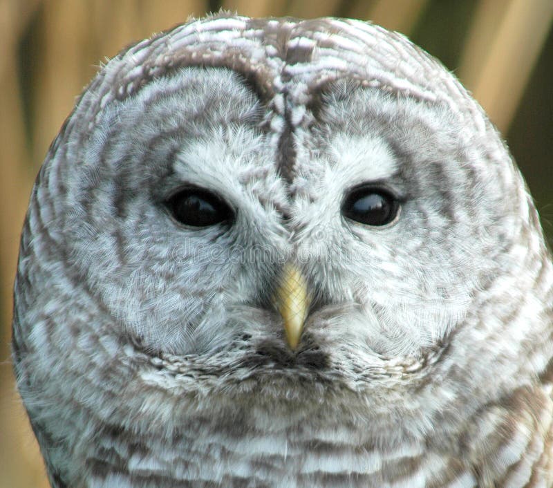 Ritratto di Qwl all'aperto fotografia stock. Immagine di testa - 111737698