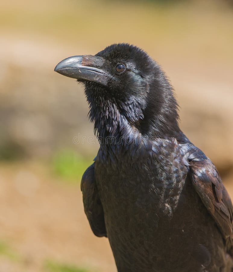 Un Corvo Comune Che Guarda Da Sopra Fotografia Stock - Immagine di ...