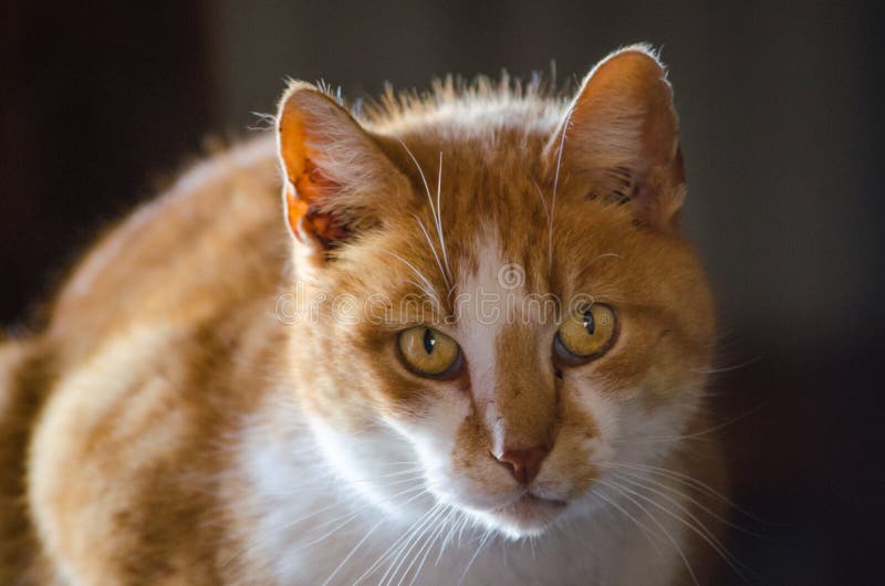 Ritratto Di Tabby Cat Arancio E Bianca Dai Capelli Corti Immagine Stock ...