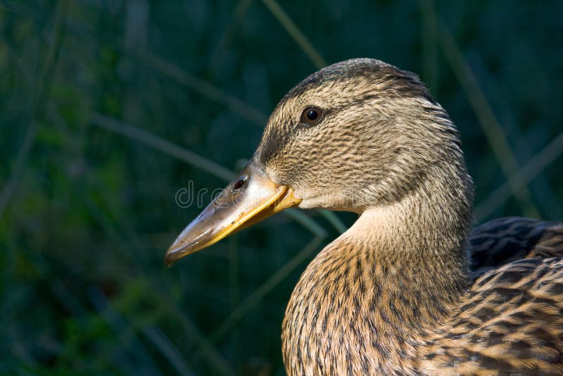 Ritratto di un'anatra immagine stock. Immagine di bello - 21054635