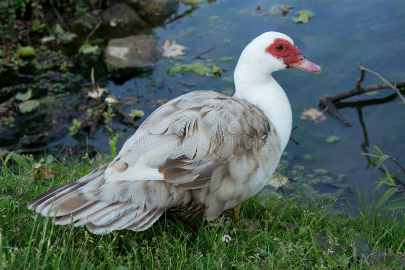 Ritratto di un'anatra muta fotografia stock. Immagine di rosso - 54461458