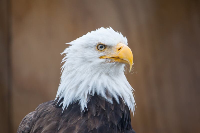 Ritratto Di Un'aquila Calva Immagine Stock - Immagine di piuma ...