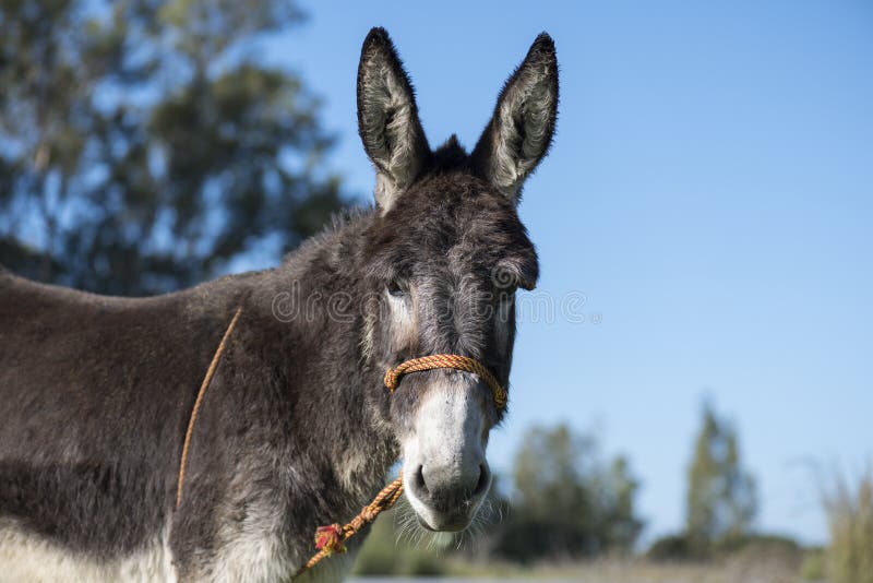 Primo Piano Del Ritratto Dell'asino Nell'ambito Di Agricoltura Rurale ...