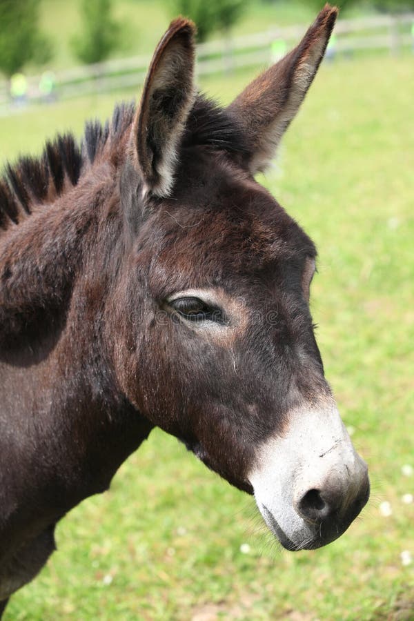 Ritratto dell'asino fotografia stock. Immagine di animale - 90349960