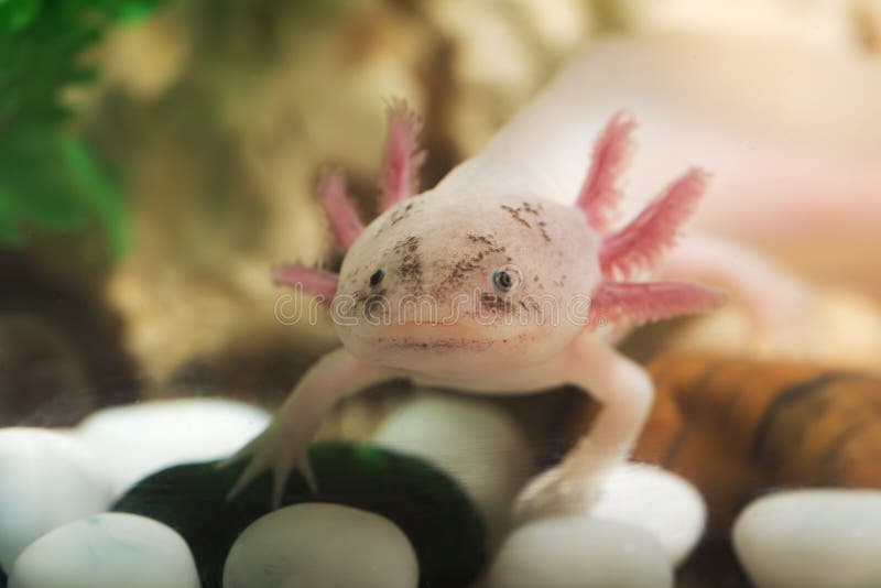 Axolotl rosa immagine stock. Immagine di acqua, nuoto - 47882509