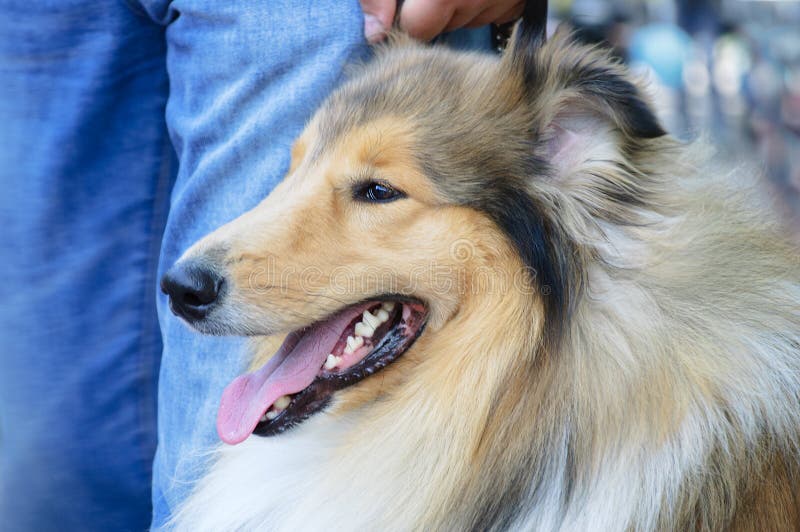 Ritratto Di Un Cane Della Razza Del Collie Immagine Stock - Immagine di ...