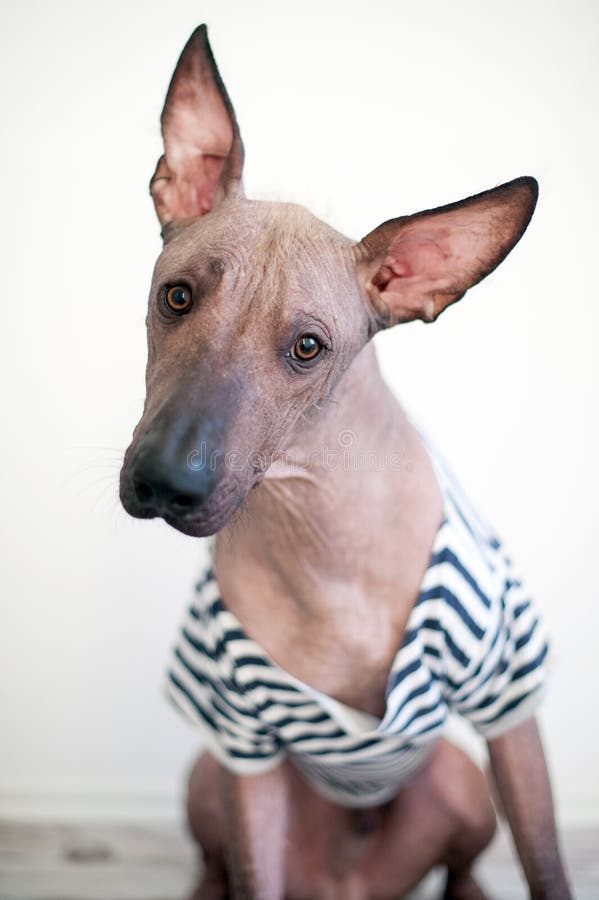 Ritratto Di Un Cane Glabro Messicano Immagine Stock - Immagine di ...
