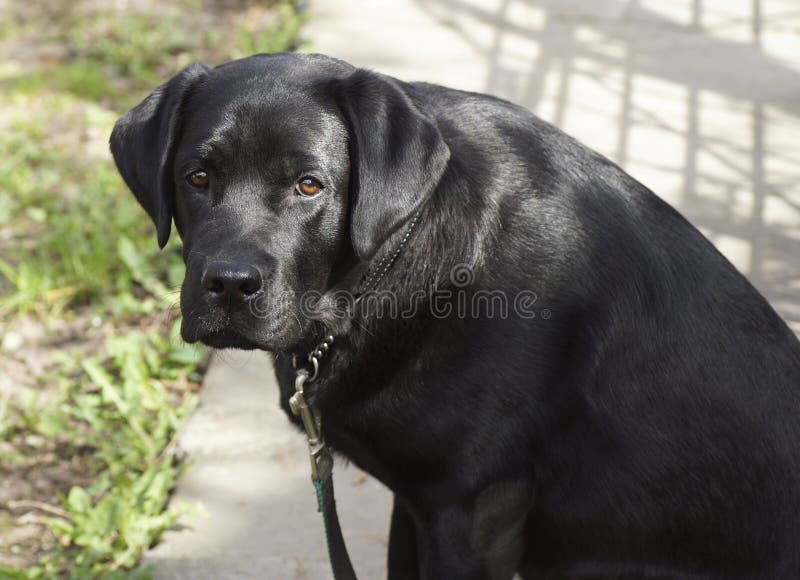 Ritratto di un cane nero fotografia stock. Immagine di nero - 86149190