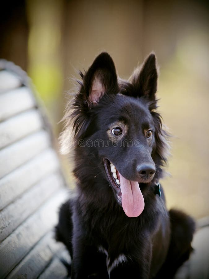 Ritratto Di Un Cane Nero Su Un Banco Fotografia Stock - Immagine di ...