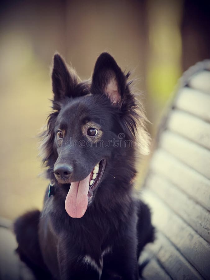 Ritratto Di Un Cane Nero Su Un Banco Fotografia Stock - Immagine di ...