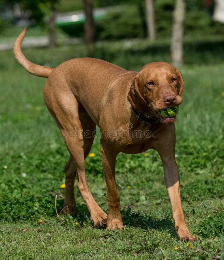 Ritratto Di Un Cane Ungherese Di Vizsla Immagine Stock - Immagine di ...