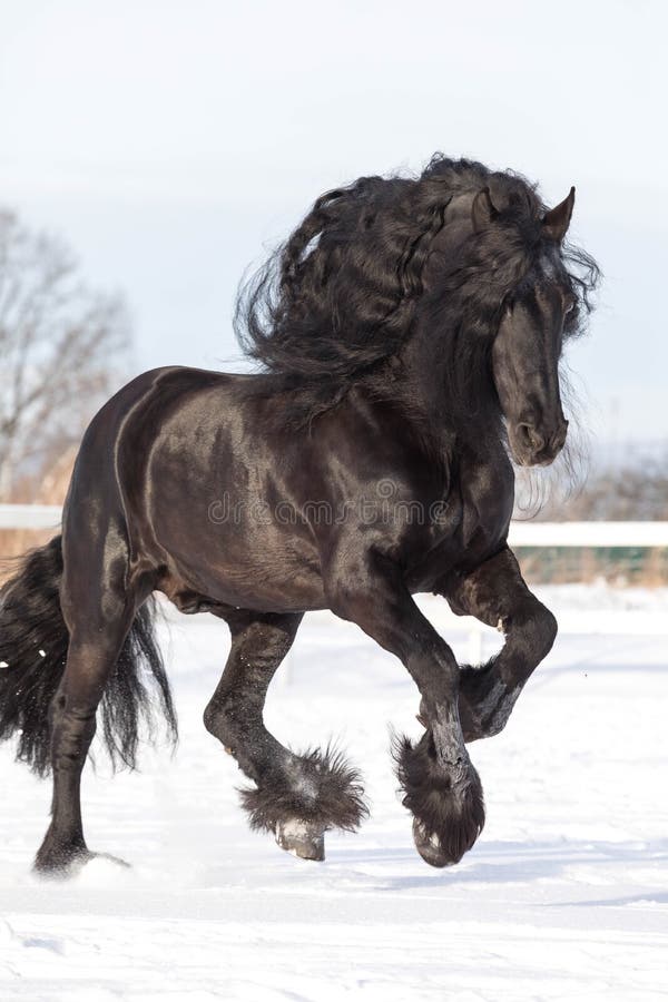 Ritratto Di Un Cavallo Frisone Nero Fotografia Stock - Immagine di ...