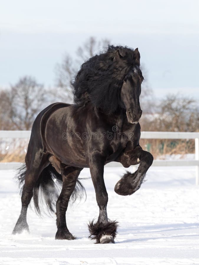 Ritratto Di Un Cavallo Frisone Nero Immagine Stock - Immagine di nebbia ...