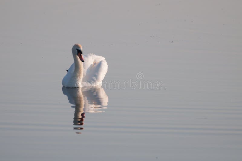 Ritratto di un'oca cigno immagine stock. Immagine di profilo - 168507331