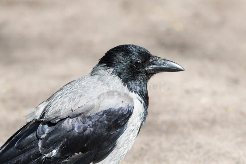 Ritratto Di Un Corvo Grigio Immagine Stock - Immagine di animali ...
