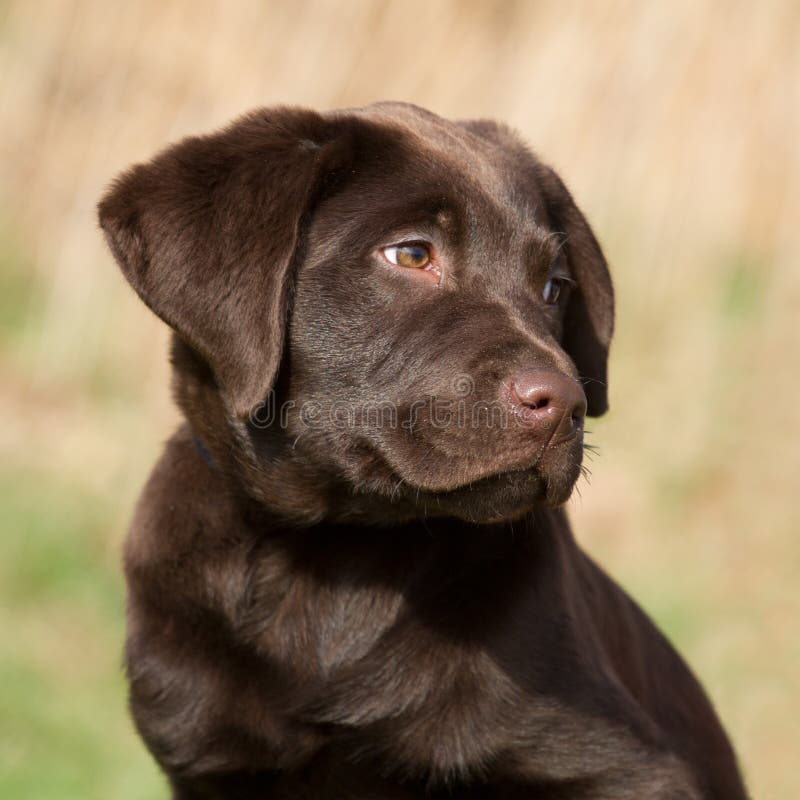 Ritratto Di Un Cucciolo Marrone Di Labrador Fotografia Stock - Immagine ...