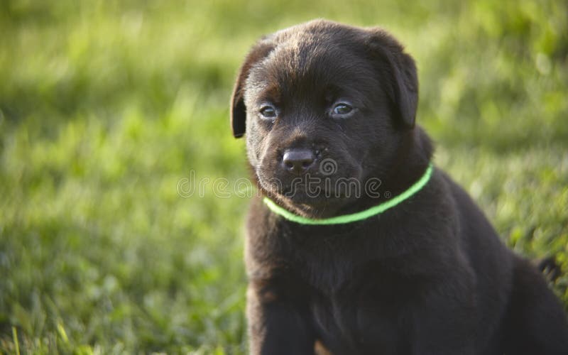 Ritratto Di Un Cucciolo Marrone Di Labrador Fotografia Stock - Immagine ...