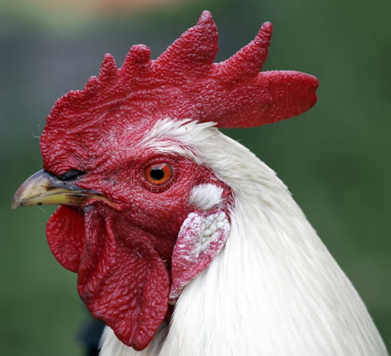 Ritratto Di Un Gallo Bianco Immagine Stock - Immagine di pettine ...