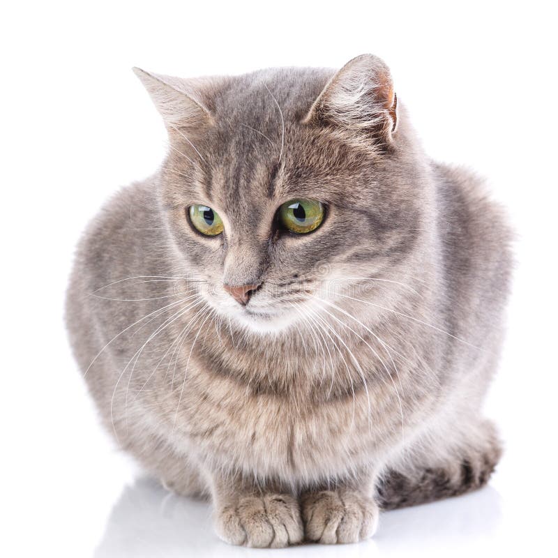 Il Ritratto Del Gatto Grigio Con Giallo Osserva Il Popolare Dello ...