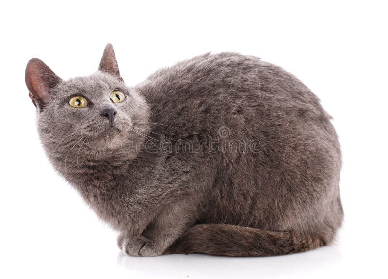 Ritratto Di Un Gatto Grigio Gatto Senza Razza Fotografia Stock ...