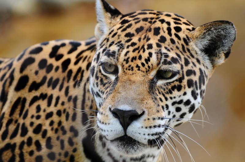 Ritratto di un giaguaro immagine stock. Immagine di attenzione - 19443771