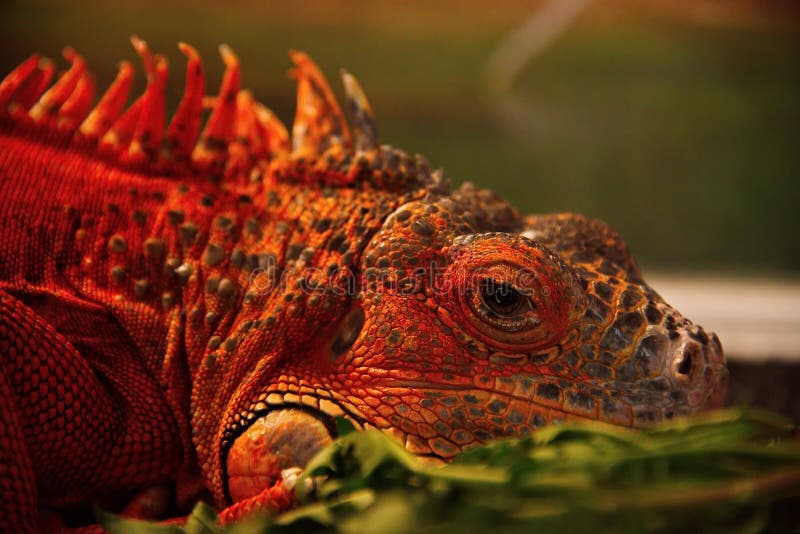 Iguana rossa fotografia stock. Immagine di animale, darwin - 34082522