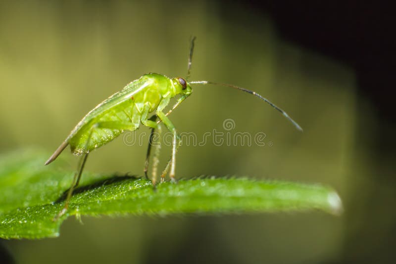 Insetto, Simile Ad Una Piccola Foglia Verde Macro Fotografia Stock ...