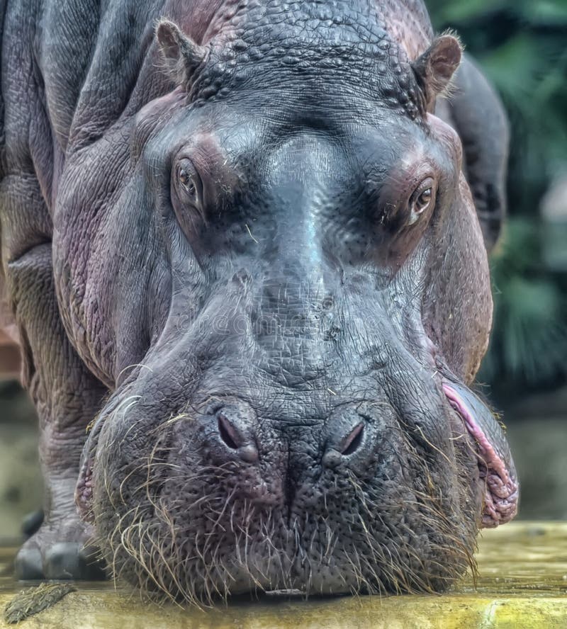 Ritratto di un ippopotamo fotografia stock. Immagine di fauna - 52258178