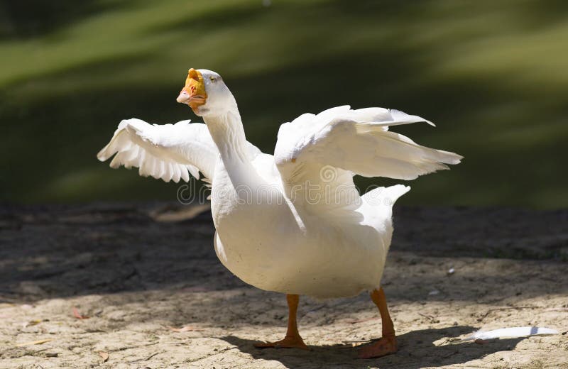 Ritratto Di Un'oca Selvatica Bianca Fotografia Stock - Immagine di ...