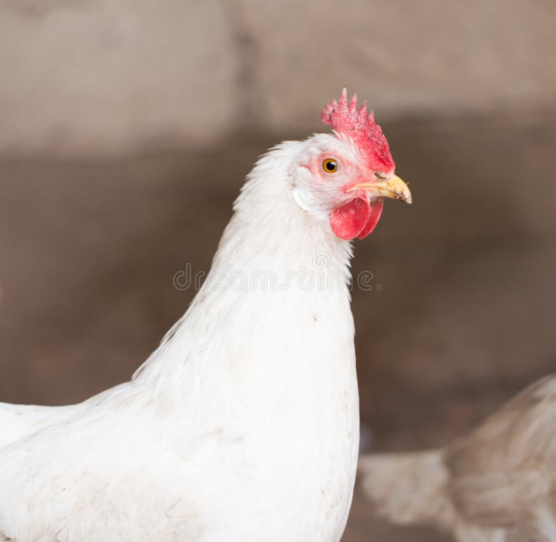 Ritratto Di Un Pollo Bianco Immagine Stock - Immagine di naughty ...