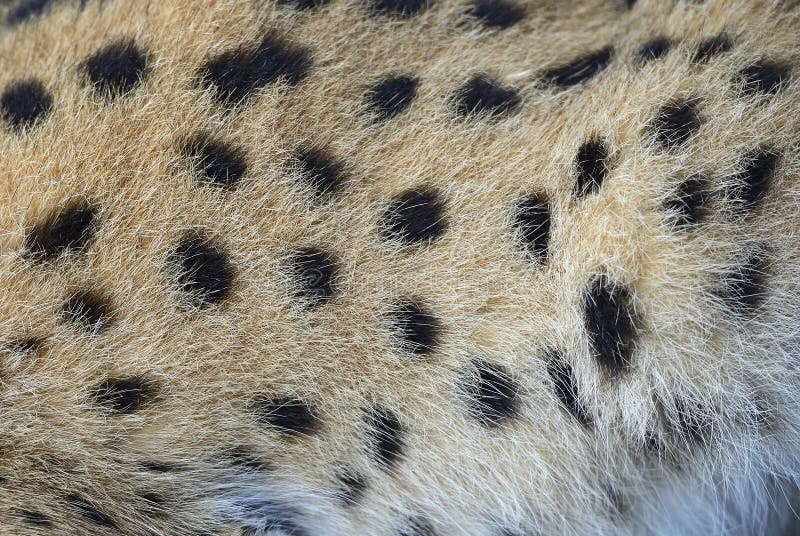 Ritratto di un serval fotografia stock. Immagine di selva - 33743642