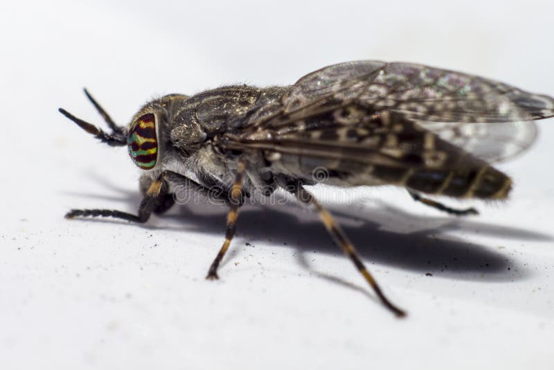 Ritratto di un tafano immagine stock. Immagine di occhi - 32162191