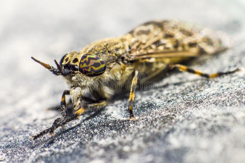 Ritratto di un tafano immagine stock. Immagine di riflessione - 32162237