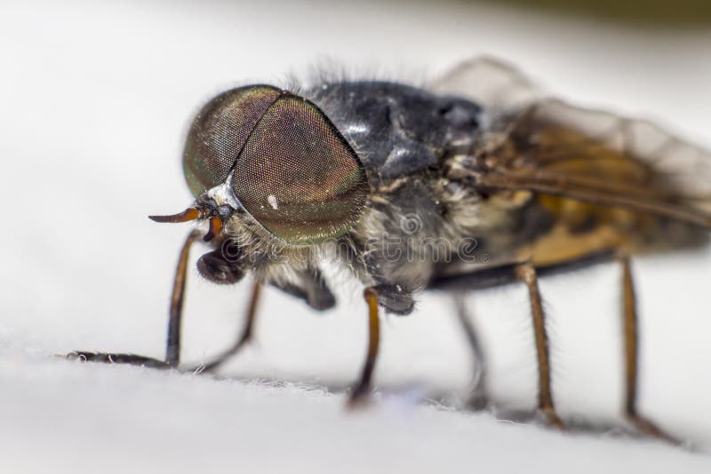 Ritratto di un Tafano fotografia stock. Immagine di modello - 32189088