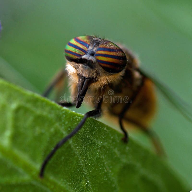 Ritratto Di Un Tafano, Tabanidae Fotografia Stock - Immagine di brullo ...