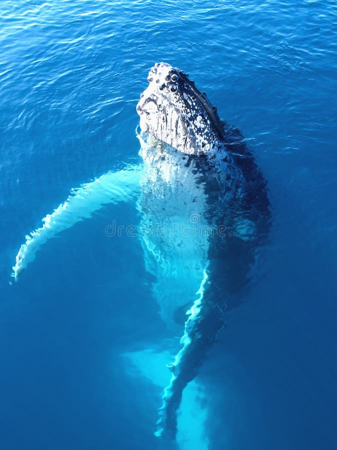 Bocca Di Apertura Della Balena Di Humpback Immagine Stock - Immagine di ...
