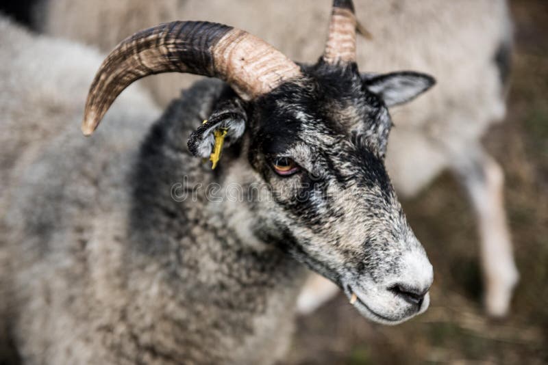 Ritratto Di Una Capra In Profilo Con Corna Ricurva Di Grandi Dimensioni ...