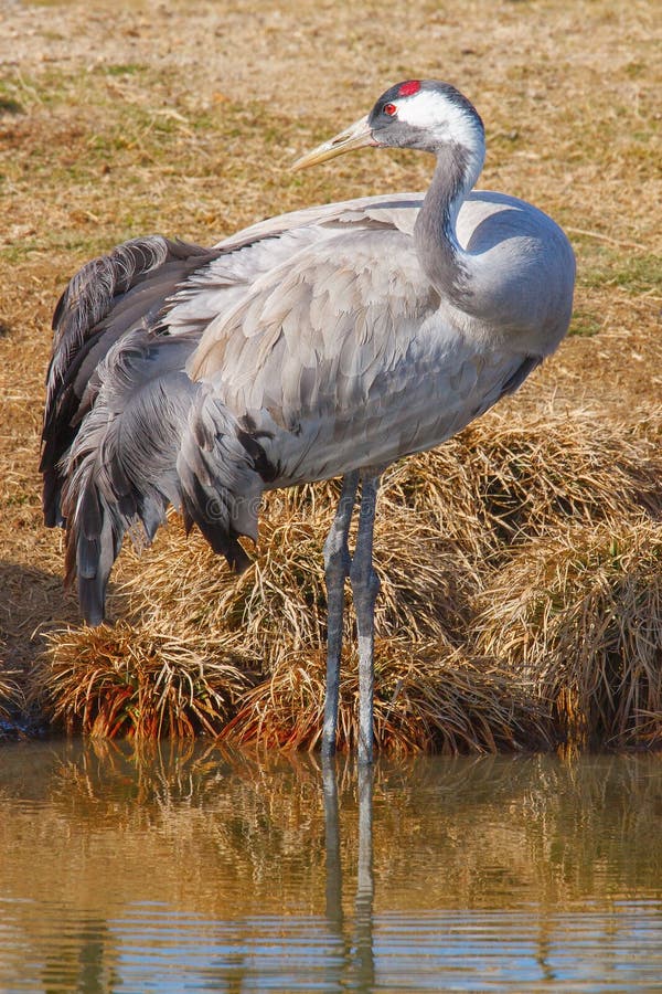 Ritratto di una gru immagine stock. Immagine di rosso - 63066297