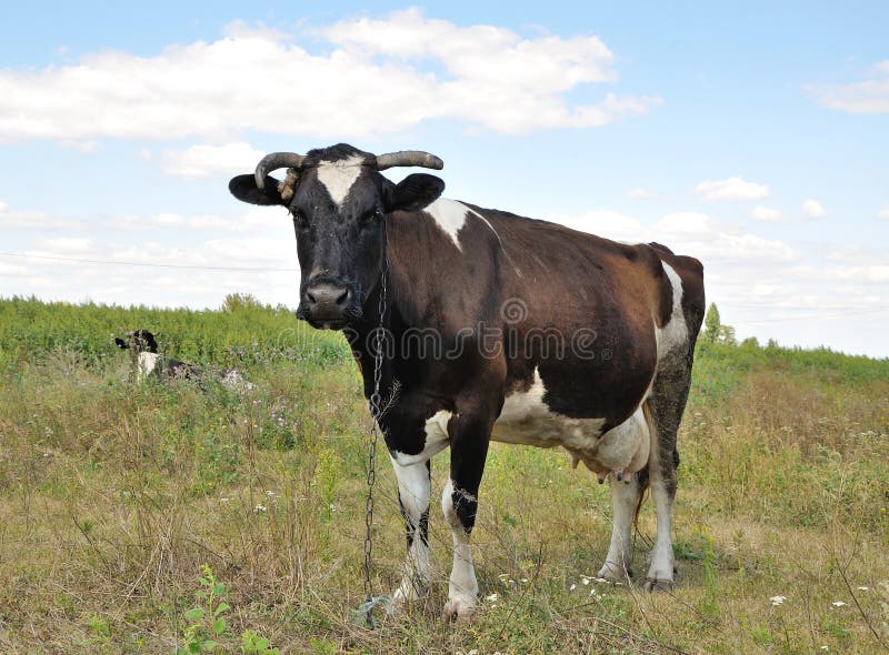 Ritratto di una mucca immagine stock. Immagine di verde - 34761867