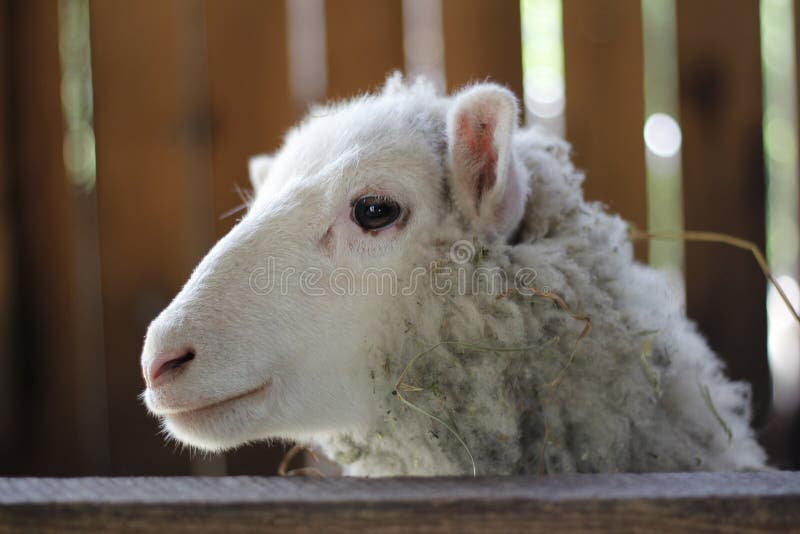Ritratto Di Una Pecora Nell'iarda Su Un'azienda Agricola Fotografia ...