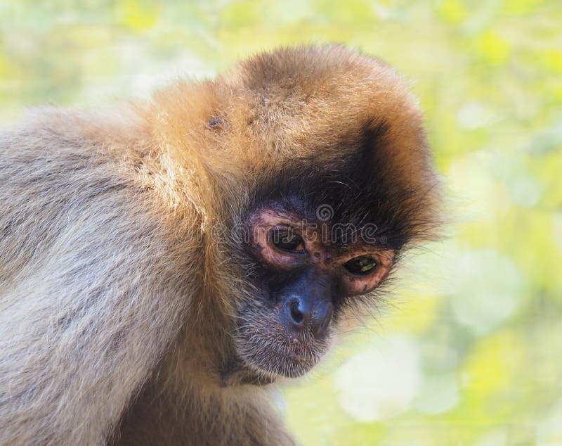 Scimmie Di Ragno Che Si Stringono L'un L'altro Immagine Stock ...