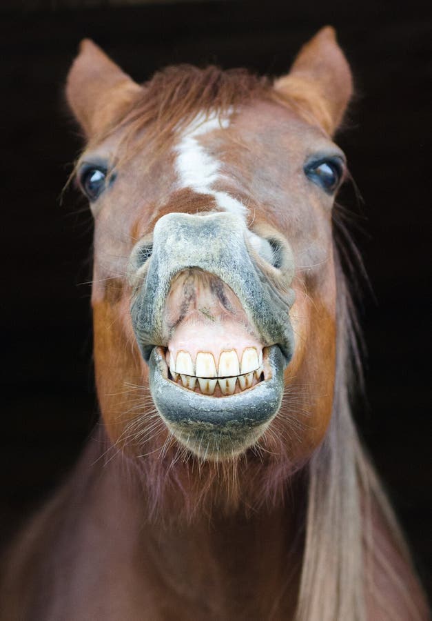 Un Cavallo Divertente Con Denti Gialli Brutti Che Reagisce A Flehemen ...