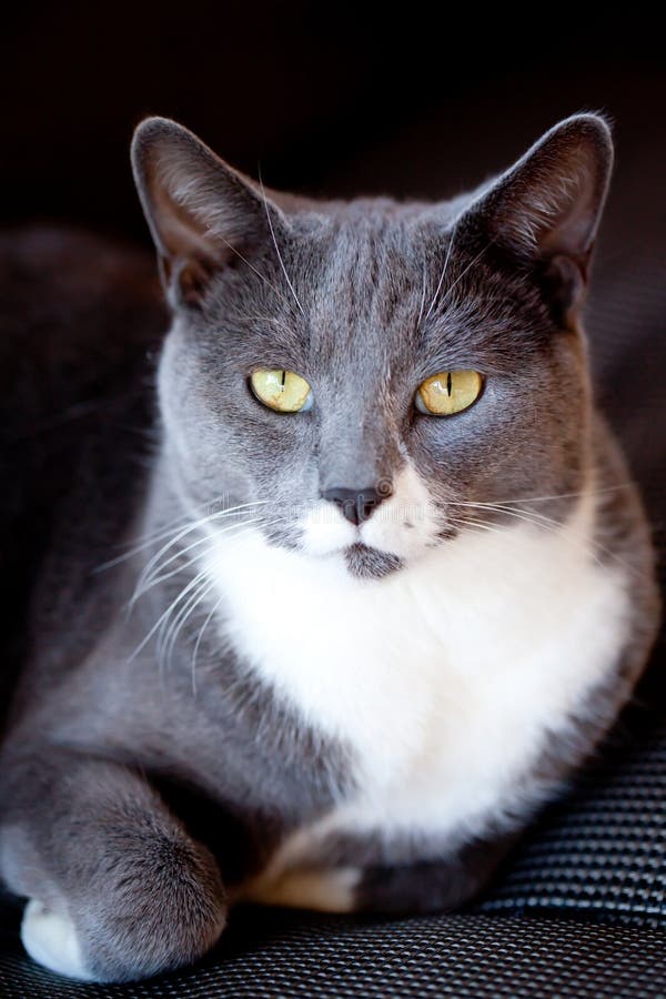 Ritratto Di Gatto Grigio E Bianco Fotografia Stock - Immagine di ...
